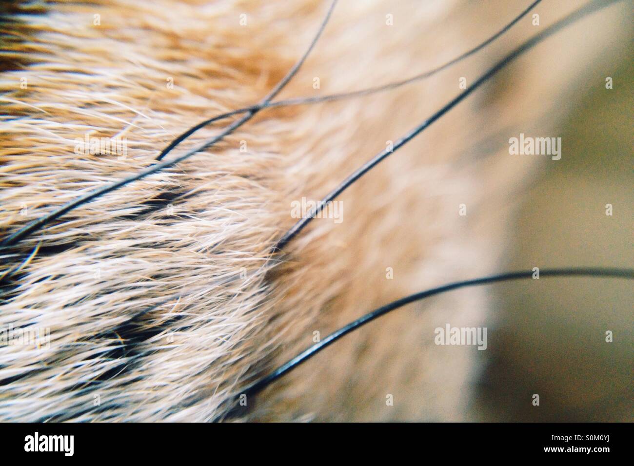 Whiskers dog hi-res stock photography and images - Alamy