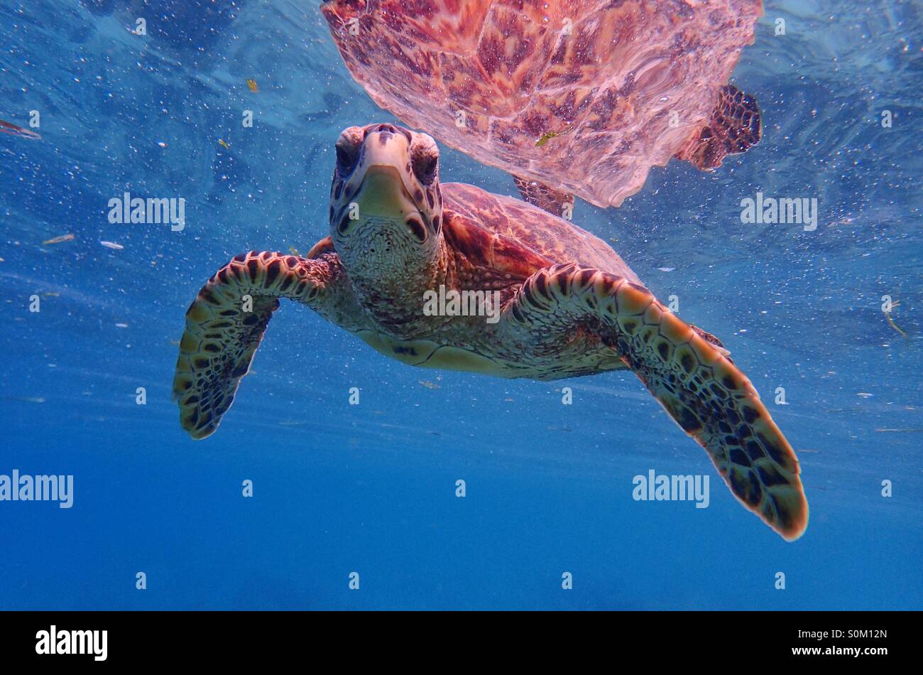Beautiful sea turtle photographed in the Maldives Stock Photo - Alamy