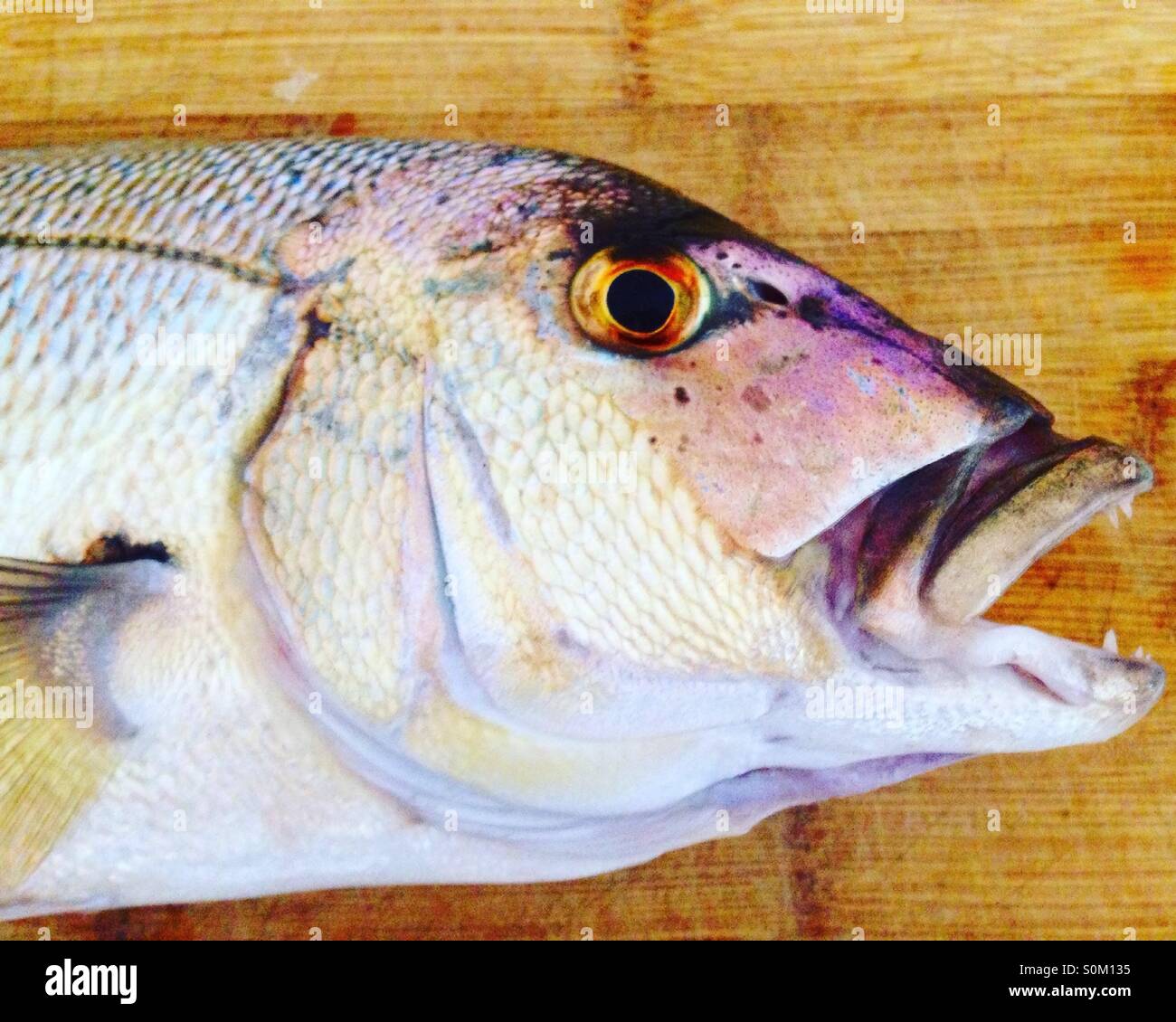 Dentex fish hi-res stock photography and images - Alamy