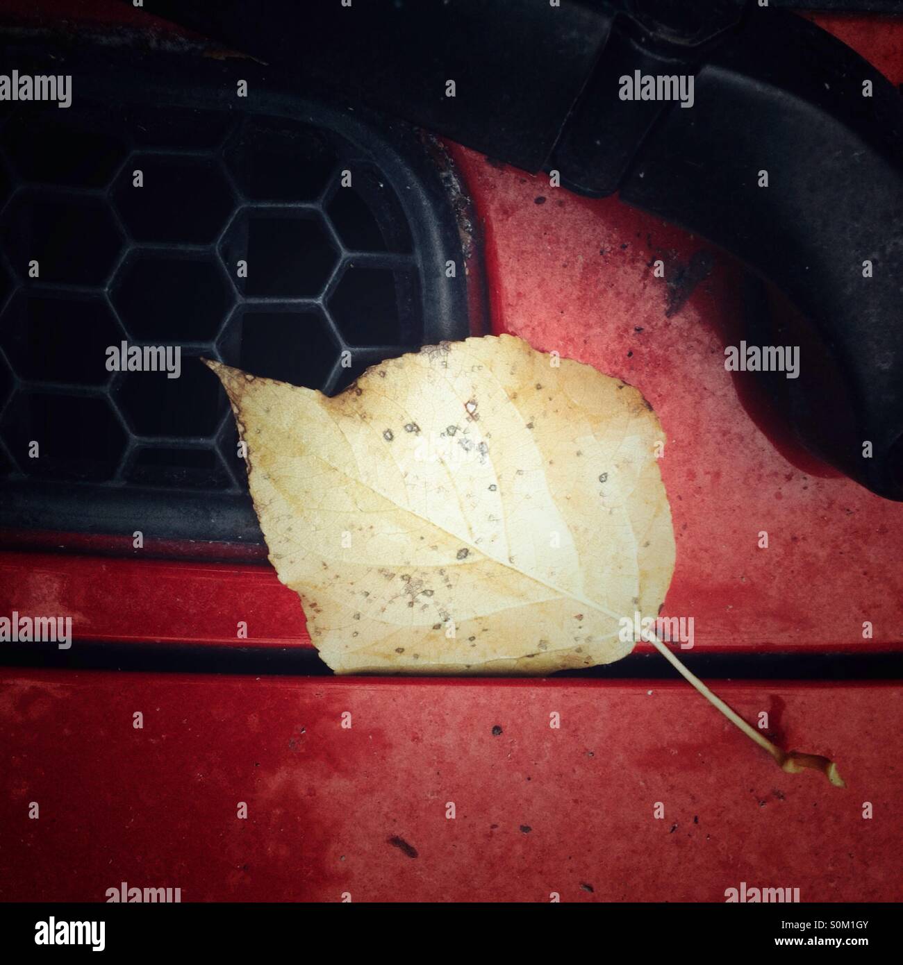 Leaf car hi-res stock photography and images - Alamy