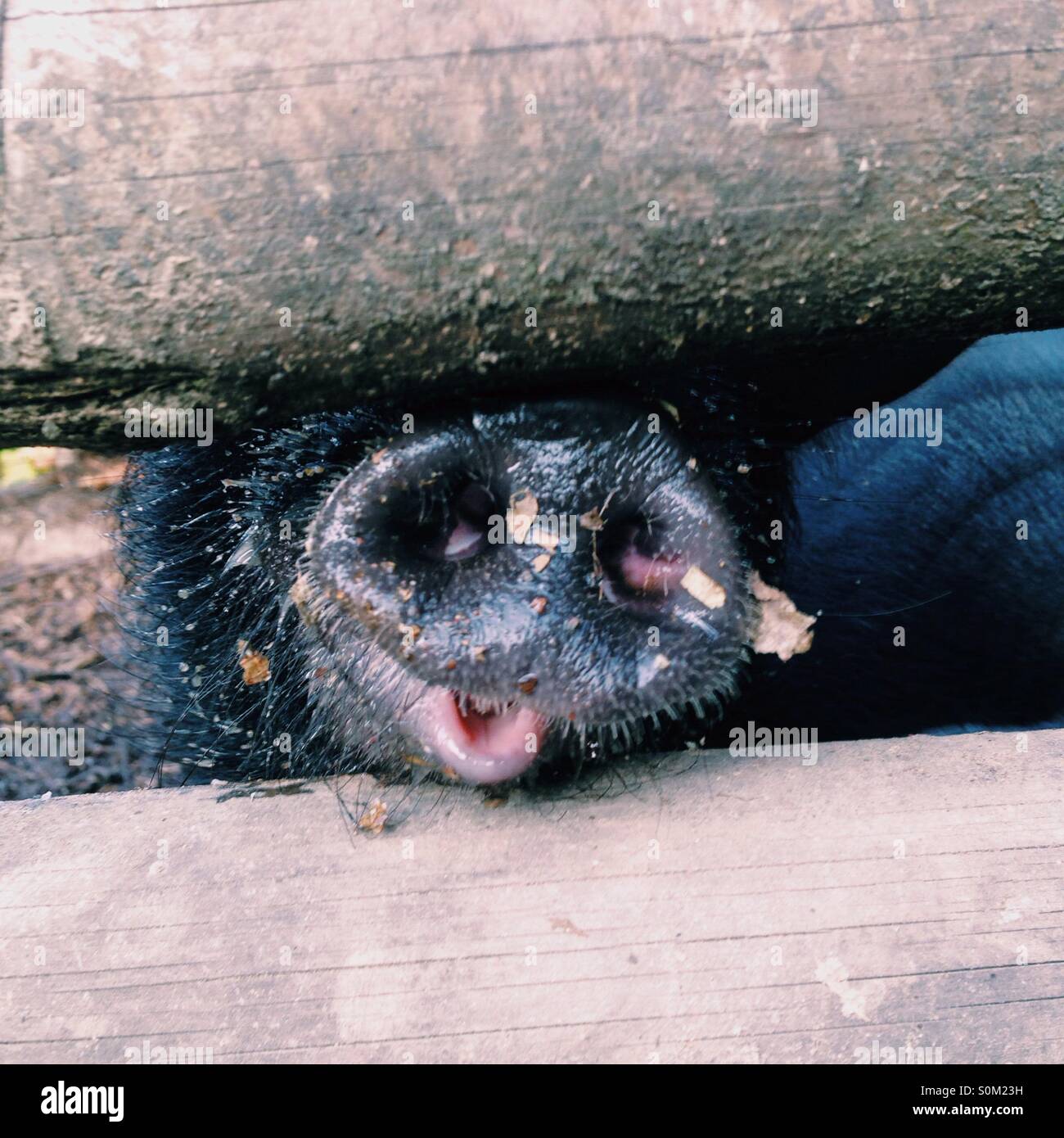 Pigs snout hi-res stock photography and images - Alamy