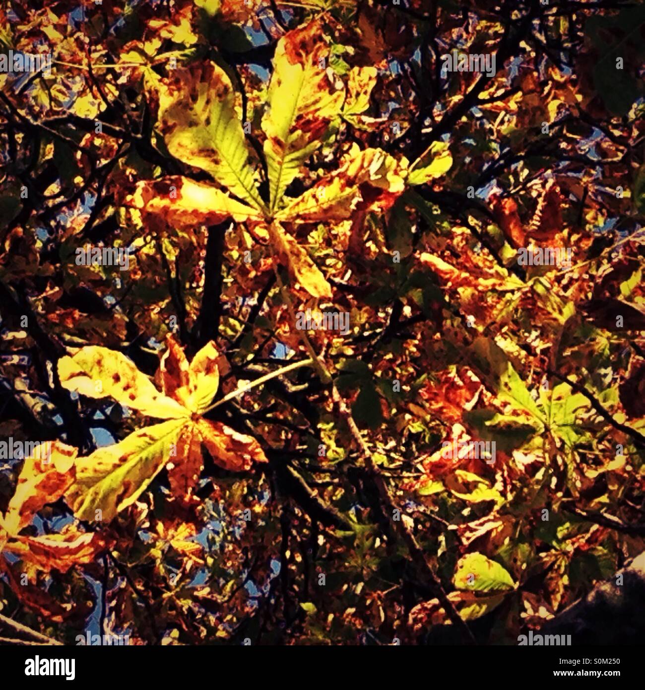 Indian chestnut hi-res stock photography and images - Alamy