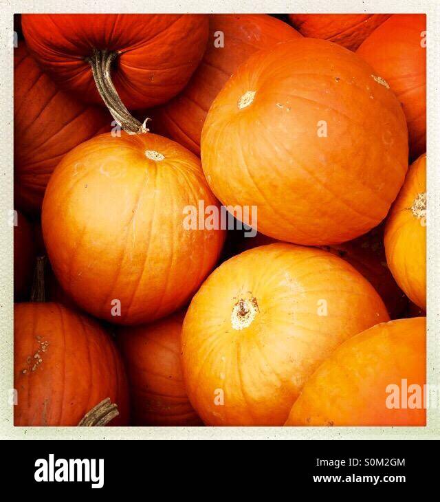 Pumpkin batch hi-res stock photography and images - Alamy