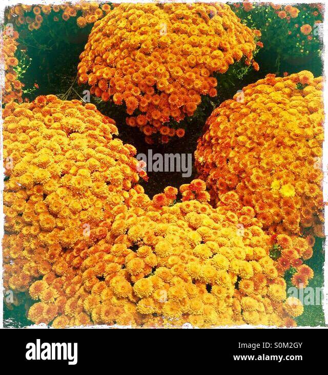 Mums the word word hi-res stock photography and images - Alamy