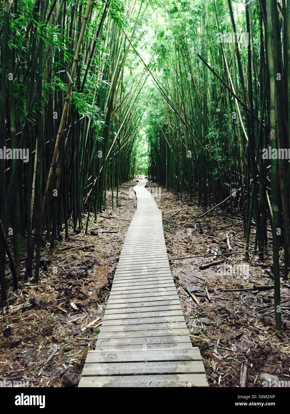 Bamboo forests hi-res stock photography and images - Alamy Bamboo forests hi-res stock photography and images - Alamy
