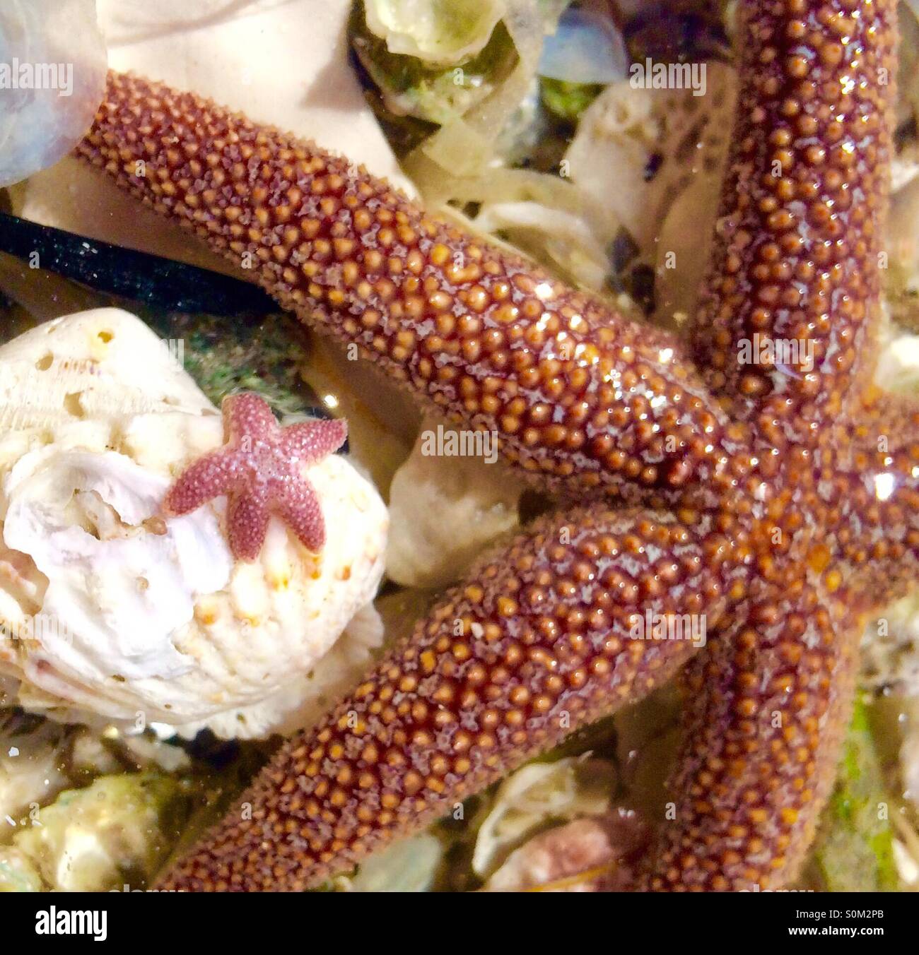 Baby starfish hi-res stock photography and images - Alamy
