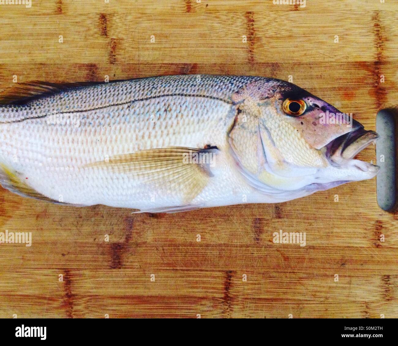 Fresh dentex fish on kitchen board Stock Photo - Alamy