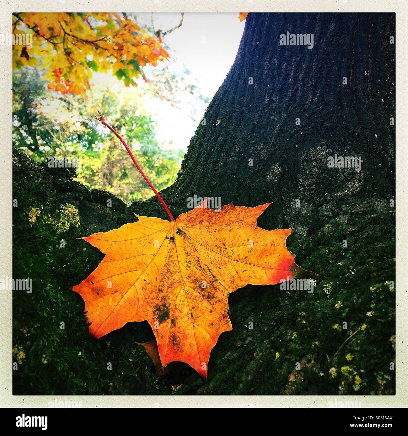Maple tree square hi-res stock photography and images - Alamy
