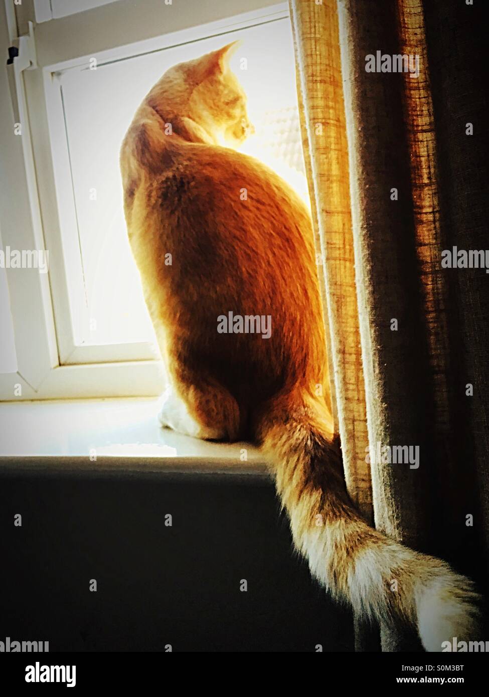 Ginger cat looking out of the window watching birds with summer haze ...