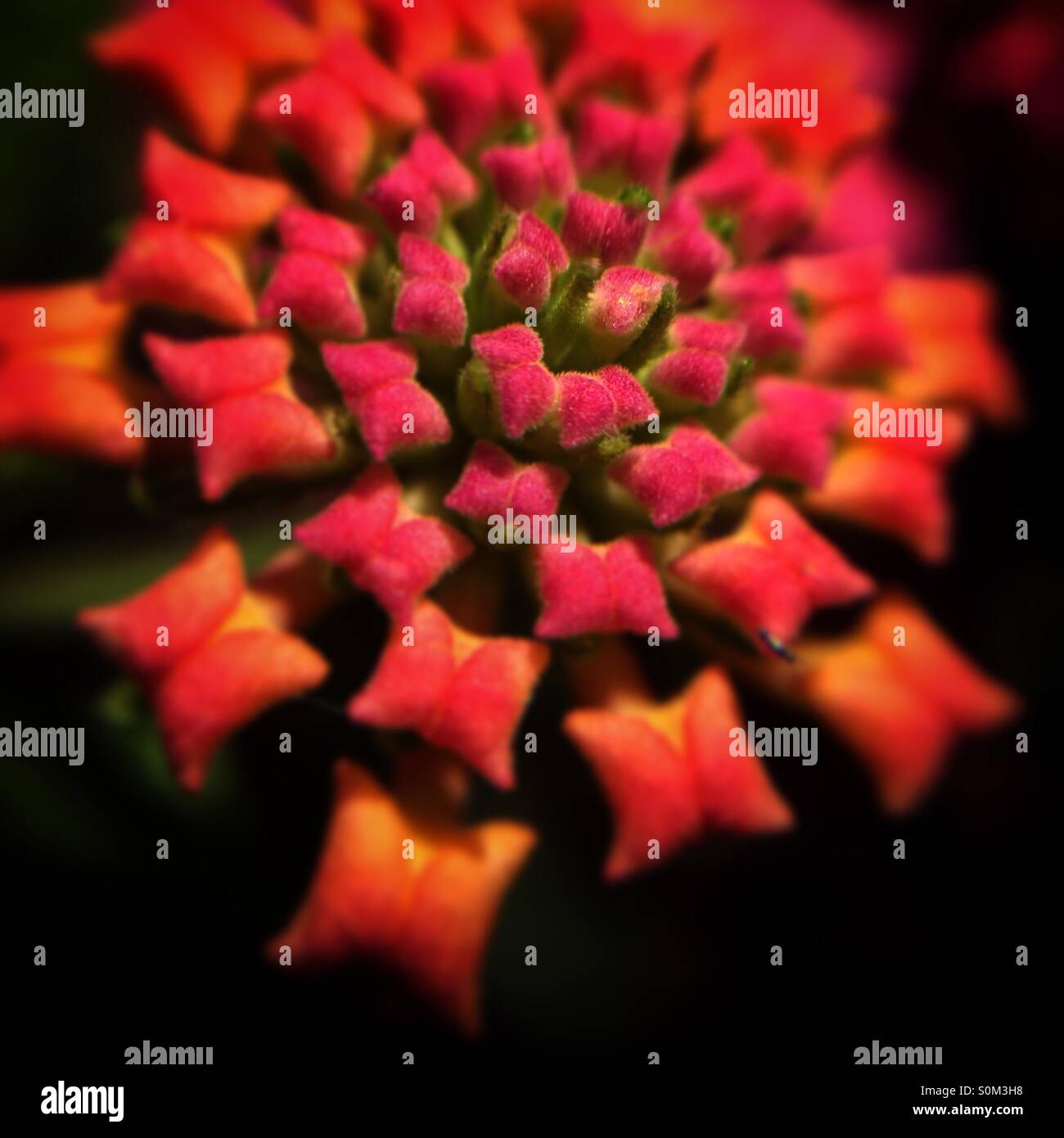 Flower Pedal High Resolution Stock Photography and Images - Alamy