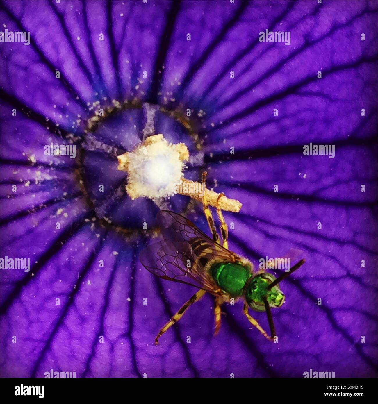 Green bee hi-res stock photography and images - Alamy