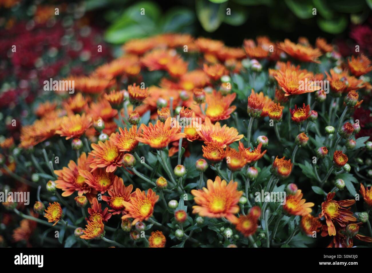 October flowers hi-res stock photography and images - Alamy