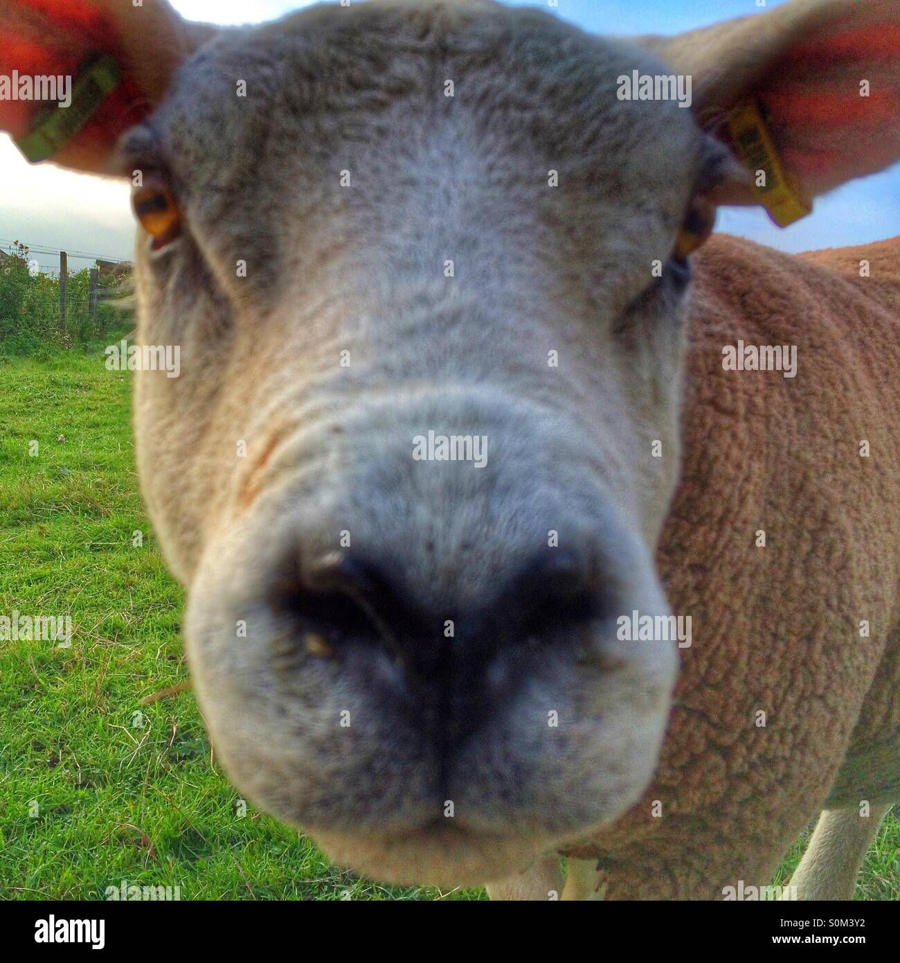 Sheep close up Stock Photo - Alamy