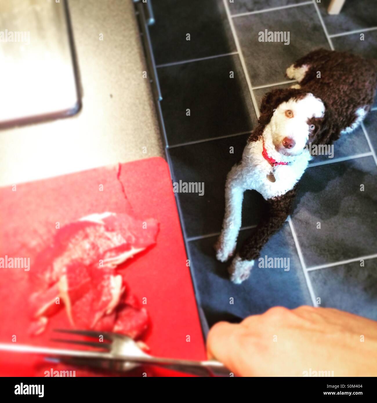 Dog meat hi-res stock photography and images - Alamy