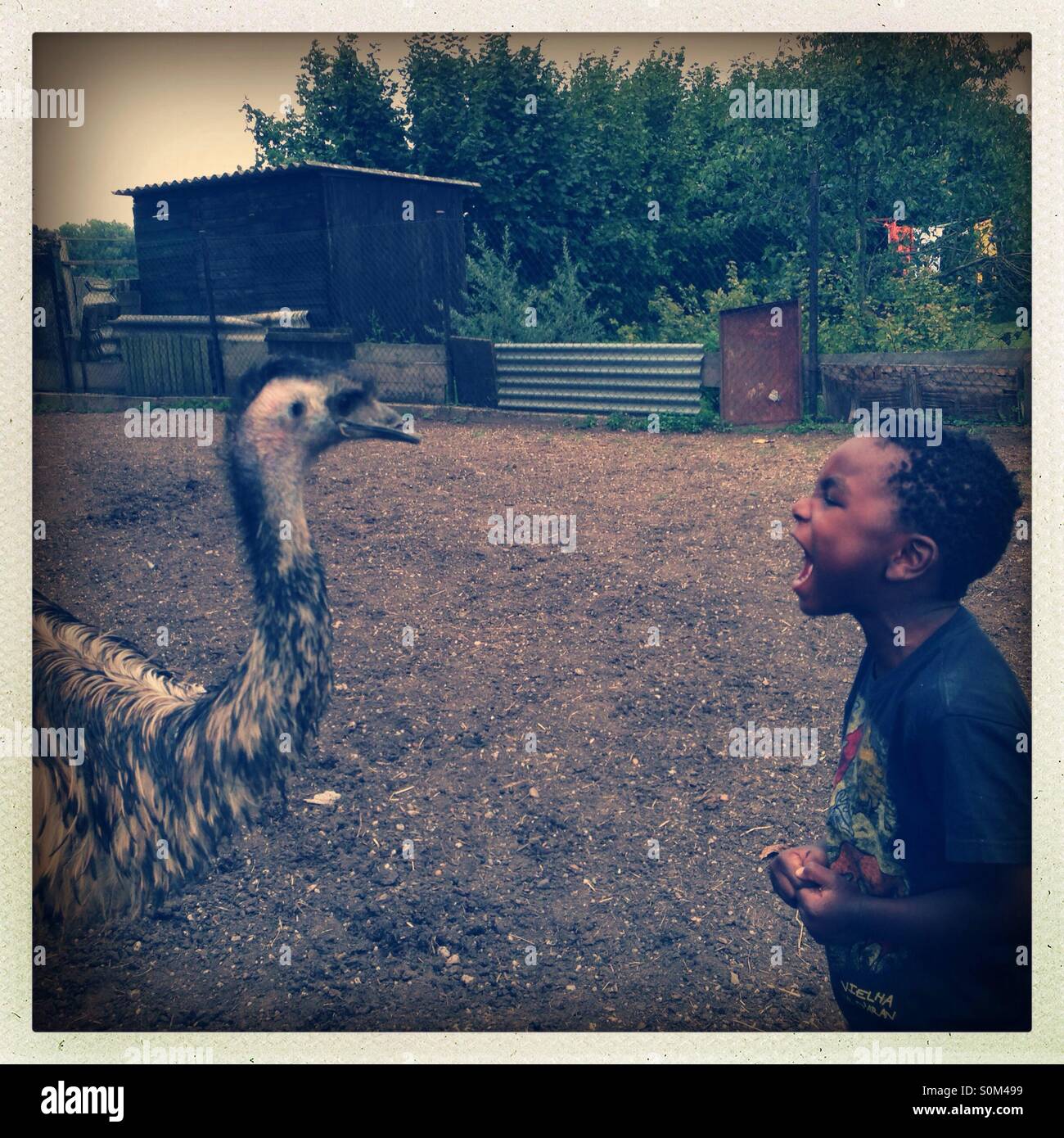 Shouting bird hi-res stock photography and images - Alamy