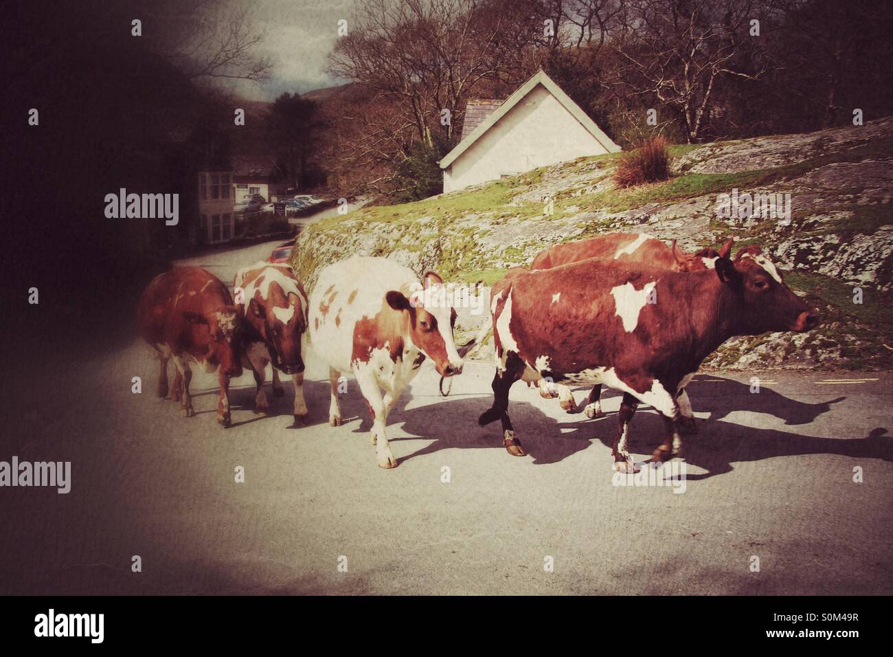 Moving cows hi-res stock photography and images - Alamy
