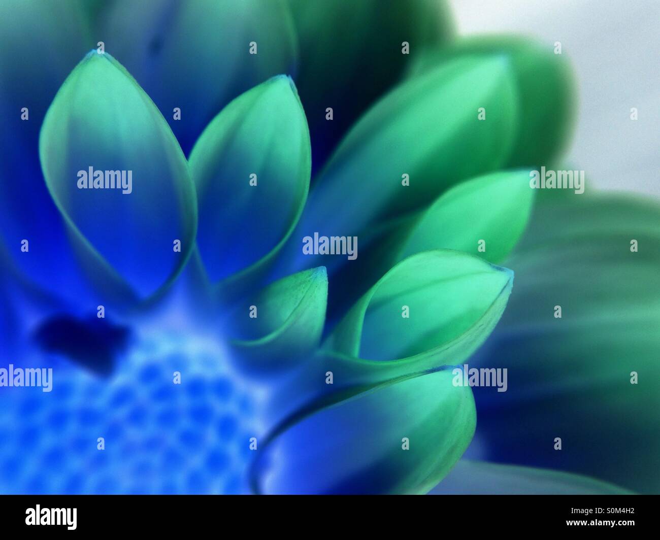 Inverted flower hi-res stock photography and images - Alamy
