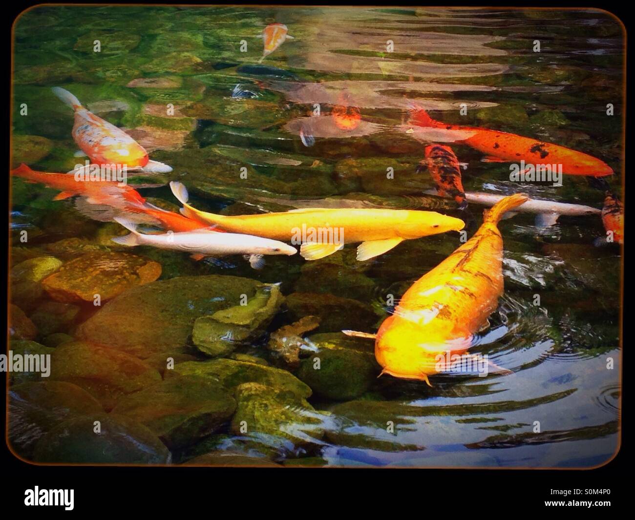 Koi swimming in koi pond Stock Photo - Alamy
