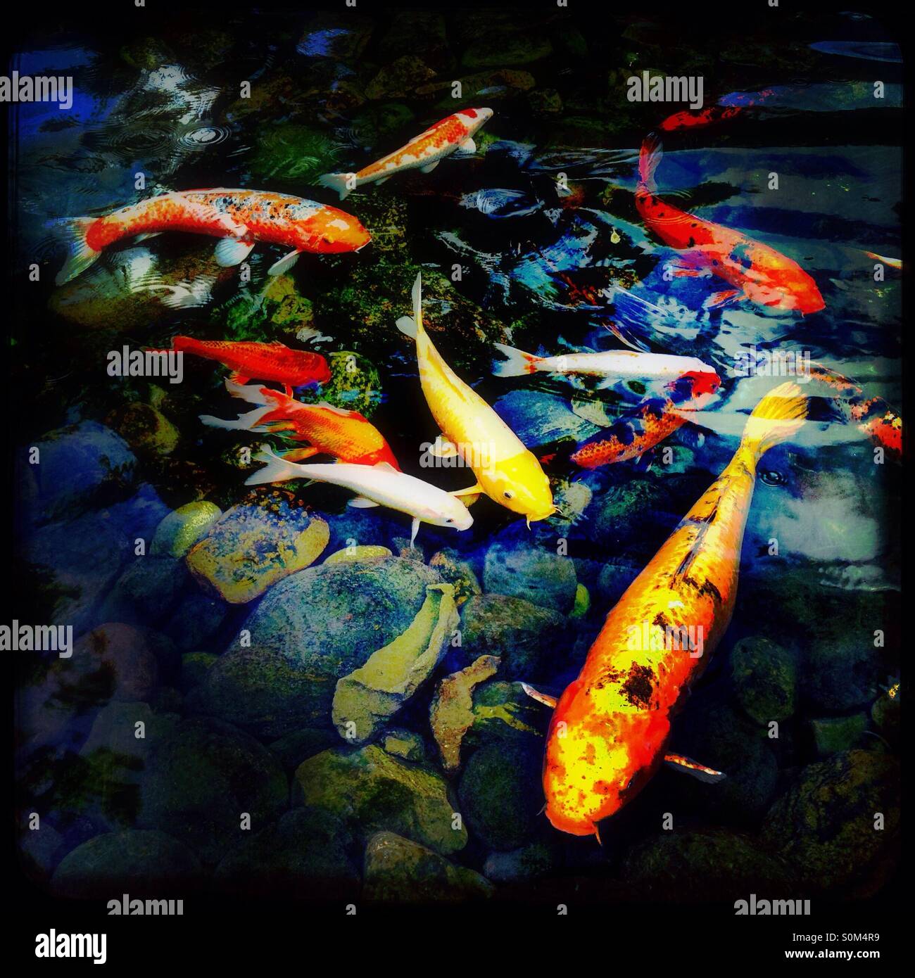 Japanese pond hi-res stock photography and images - Alamy