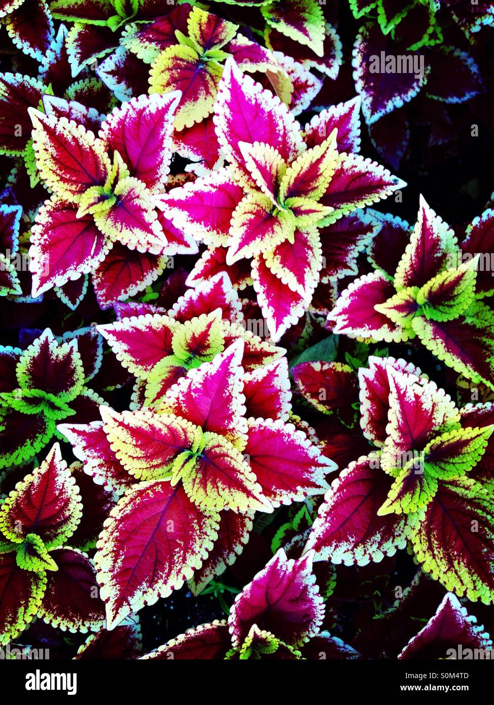 Coleus plant with variegated pink leaves Stock Photo - Alamy