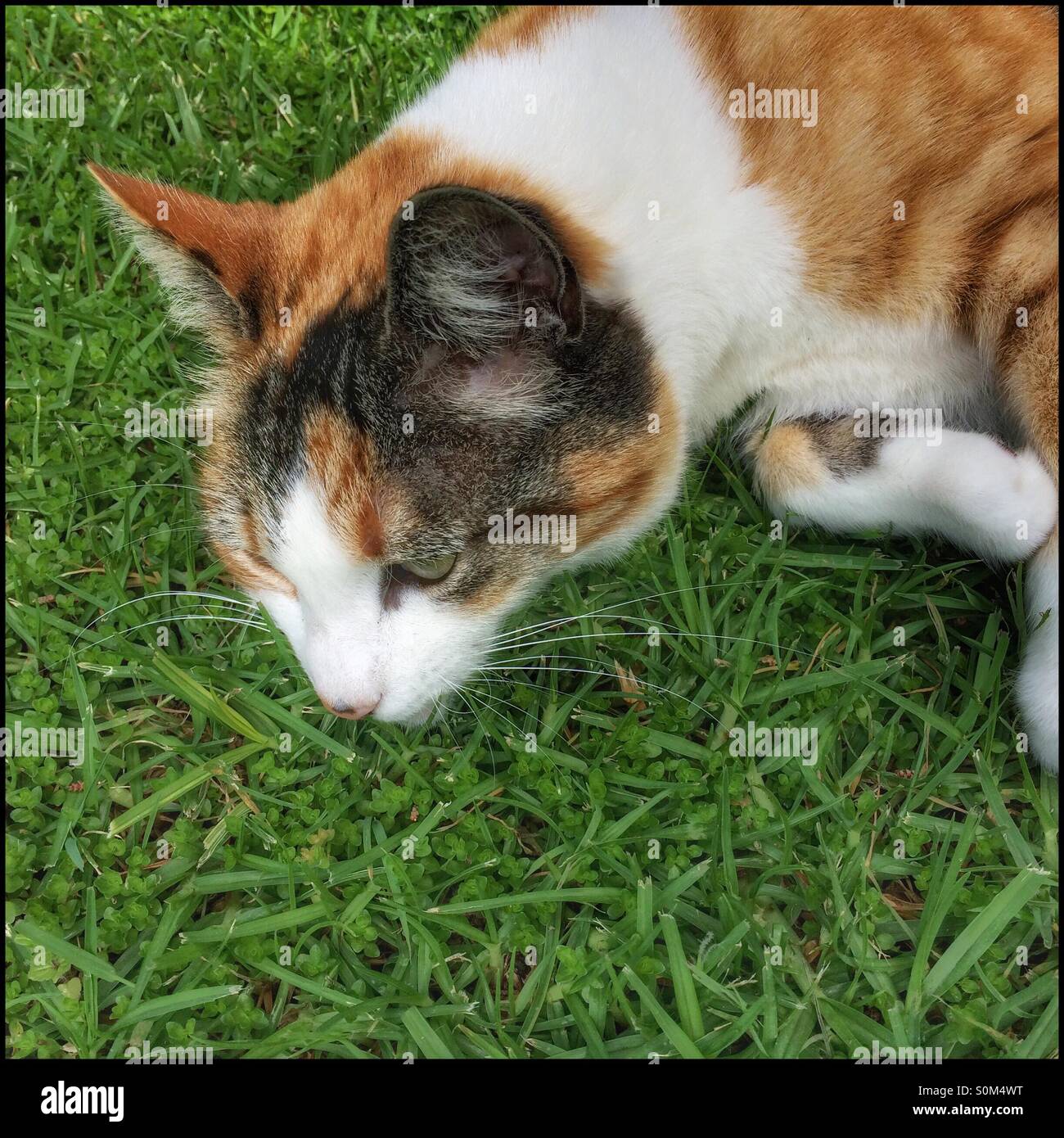 Cat sniffing grass Stock Photo - Alamy