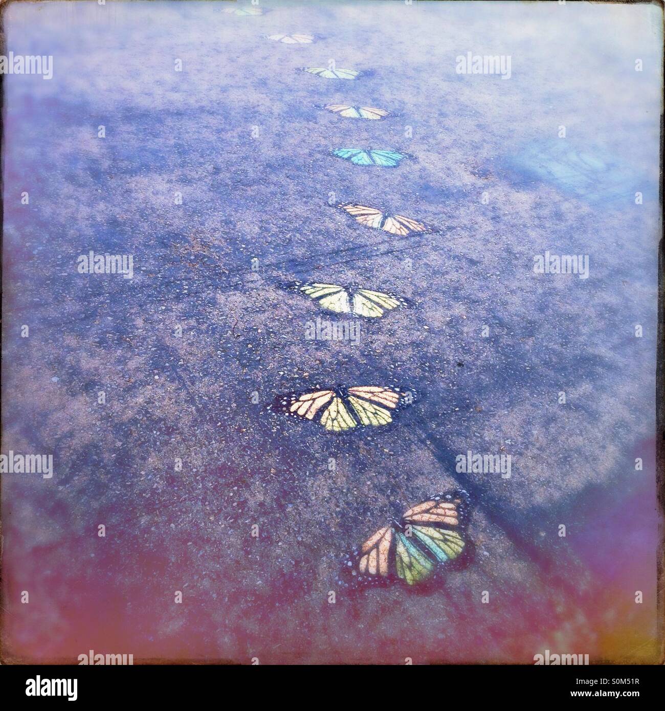 Street art of butterflies on pavement in San Francisco California Stock ...