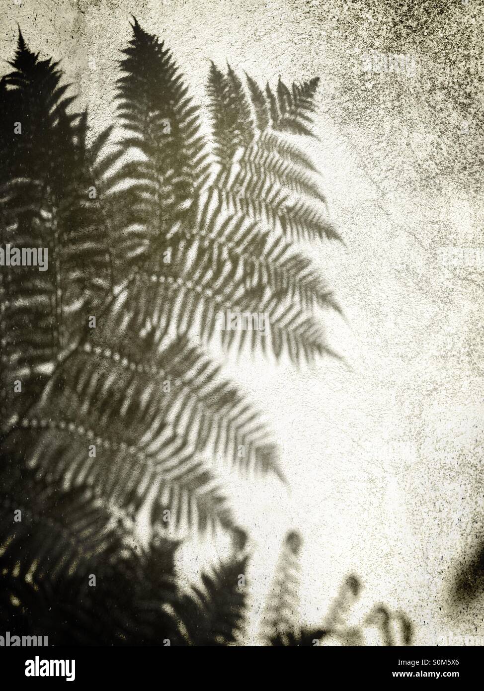 Fern silhouette hi-res stock photography and images - Alamy