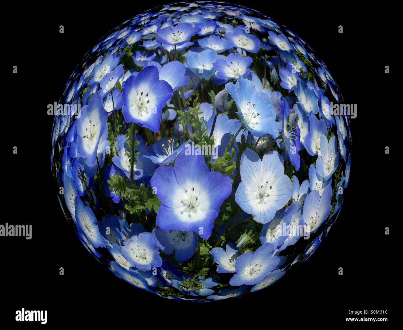 Flower nemophila hi-res stock photography and images - Alamy