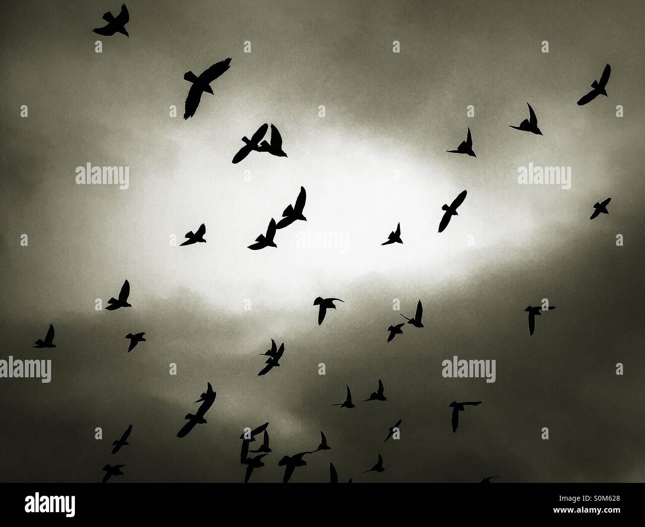 Birds in flight Stock Photo - Alamy