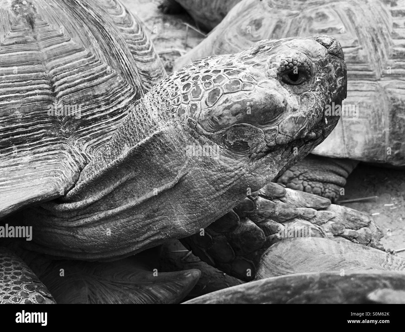 Black Tortoise High Resolution Stock Photography and Images - Alamy