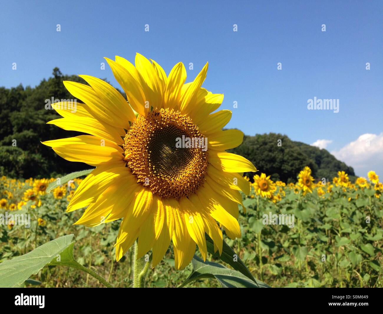 A lot of sunflower! Stock Photo - Alamy