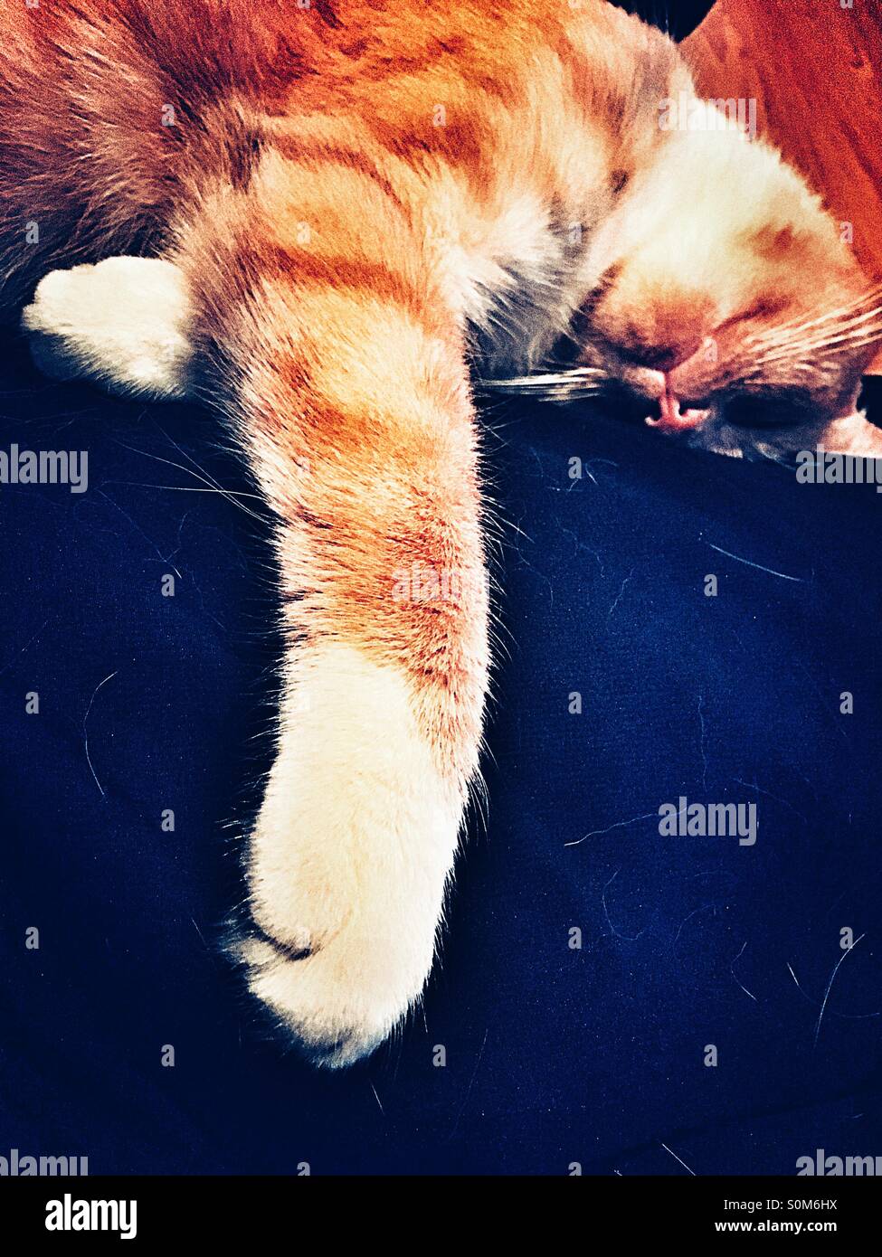 Cat stretched out claws hi-res stock photography and images - Alamy