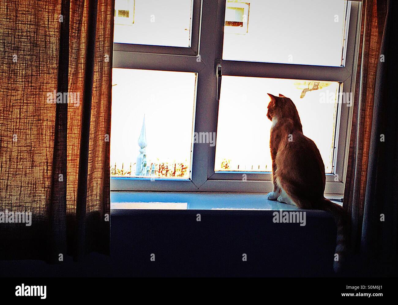 Cat looking out of window bright colours Stock Photo - Alamy