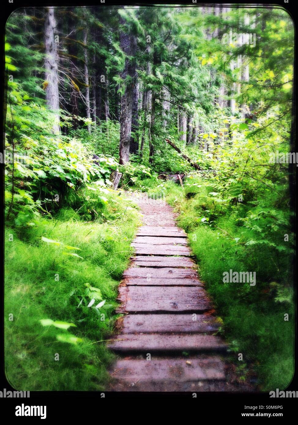 Forest pathway hi-res stock photography and images - Alamy