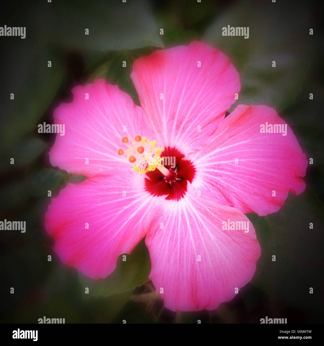 Pink hibiscus hawaii hi-res stock photography and images - Alamy