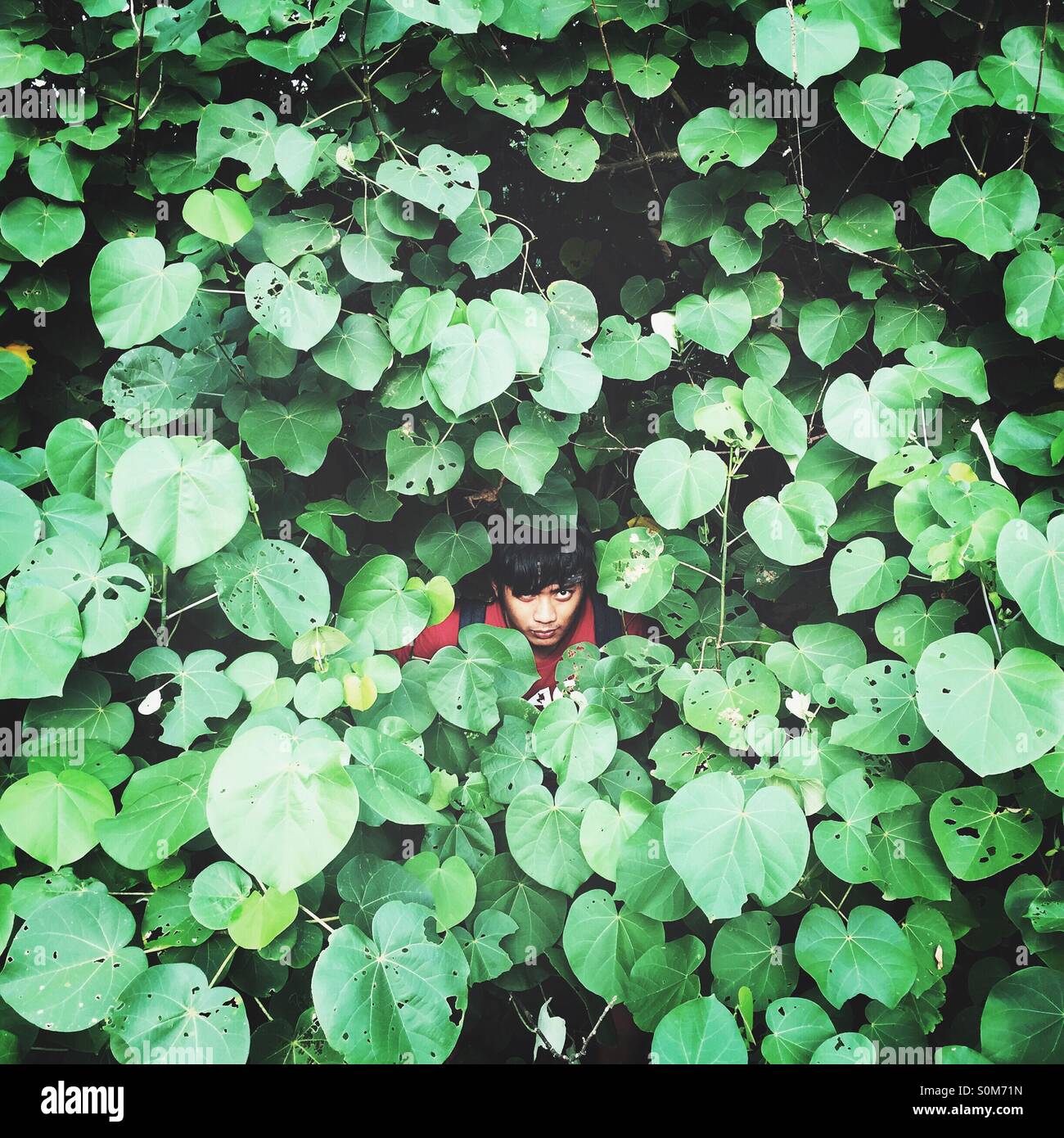 Man behind trees Stock Photo - Alamy