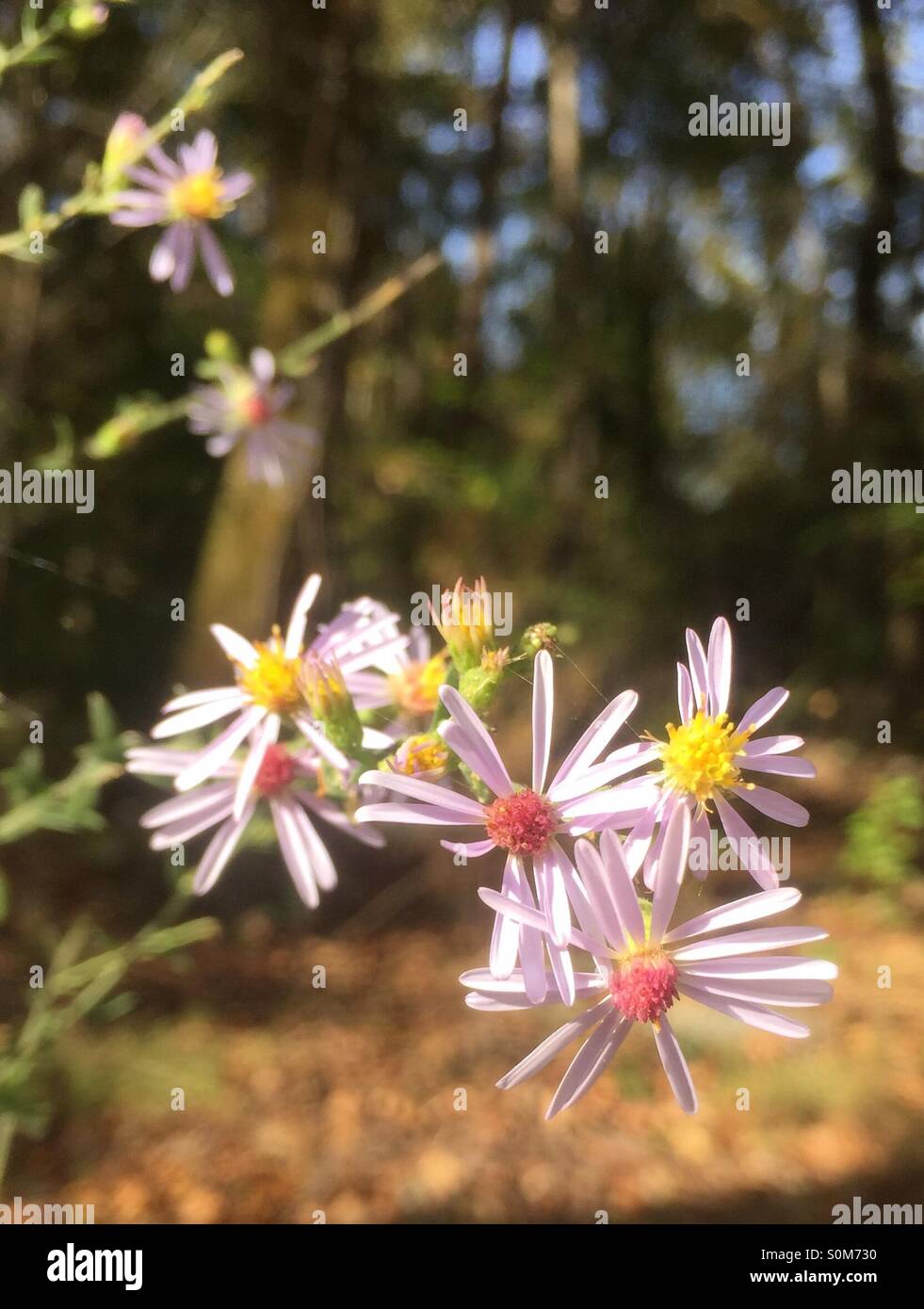 Fall of flowers hi-res stock photography and images - Alamy