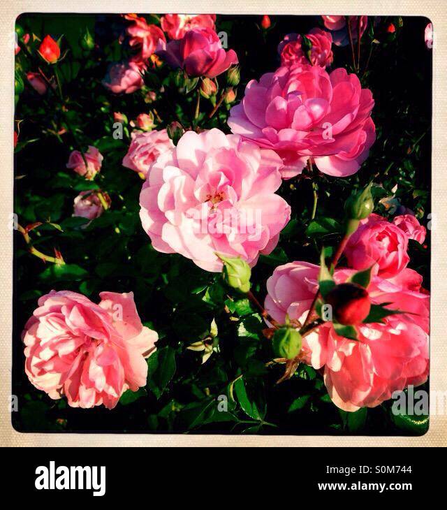 English garden with roses hi-res stock photography and images - Alamy