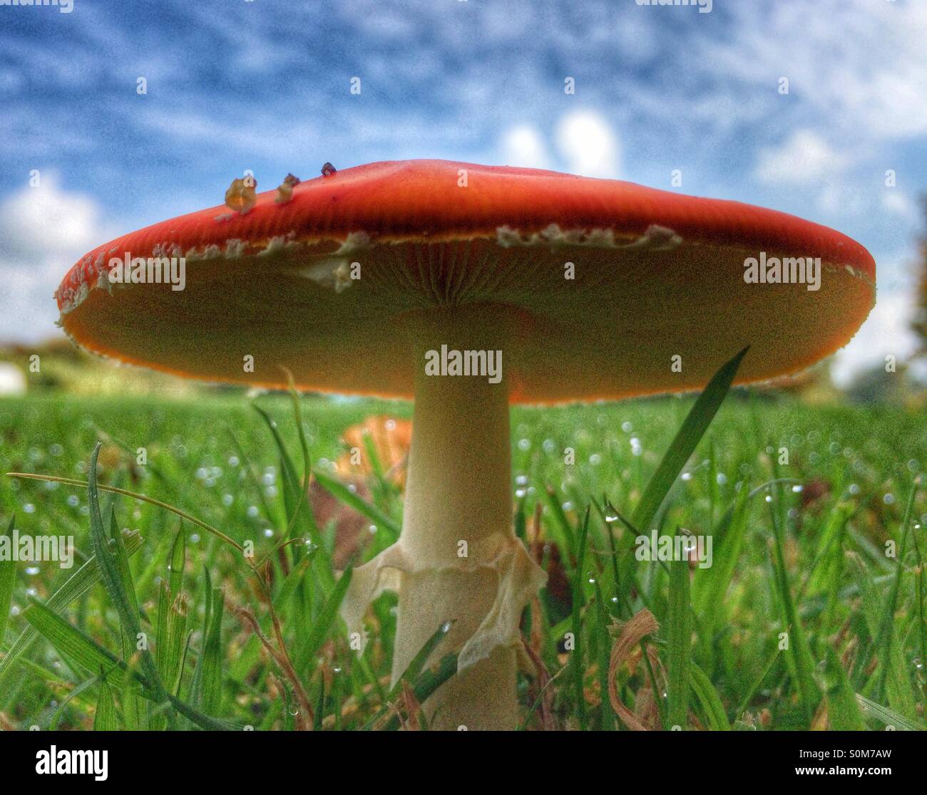 Magic shroom hi-res stock photography and images - Alamy