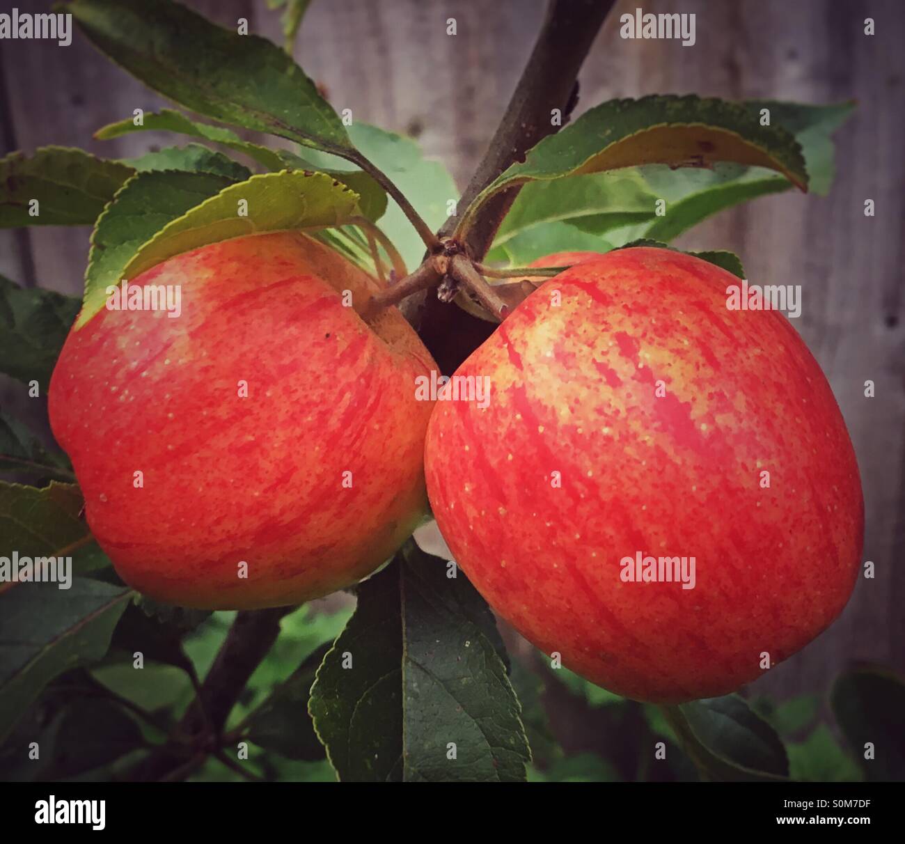 Red apples on a tree Stock Photo - Alamy