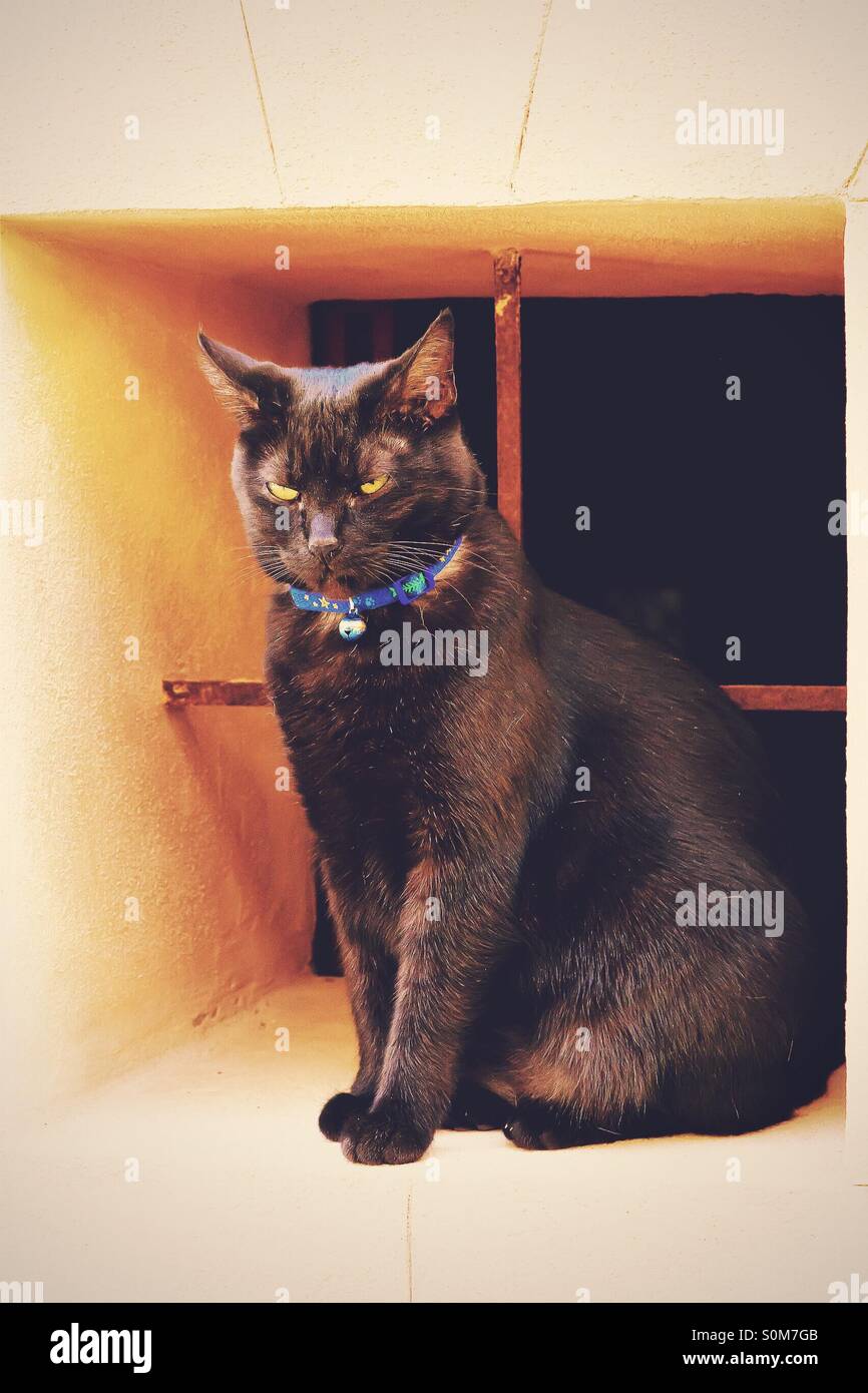 Black cat in a window Stock Photo - Alamy
