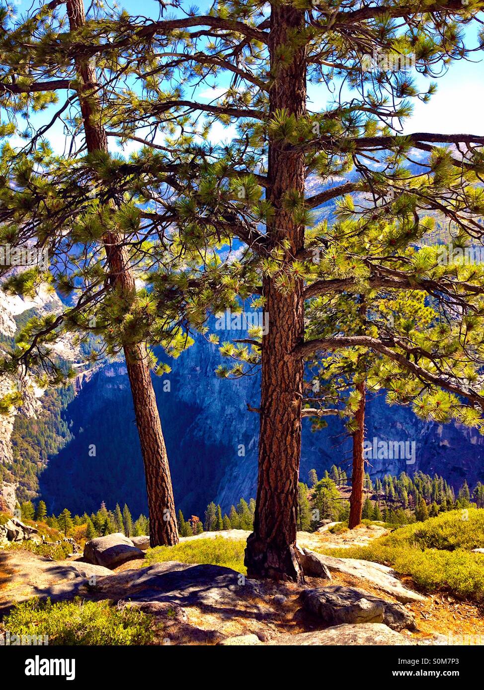 Jeffrey pine trees hi-res stock photography and images - Alamy
