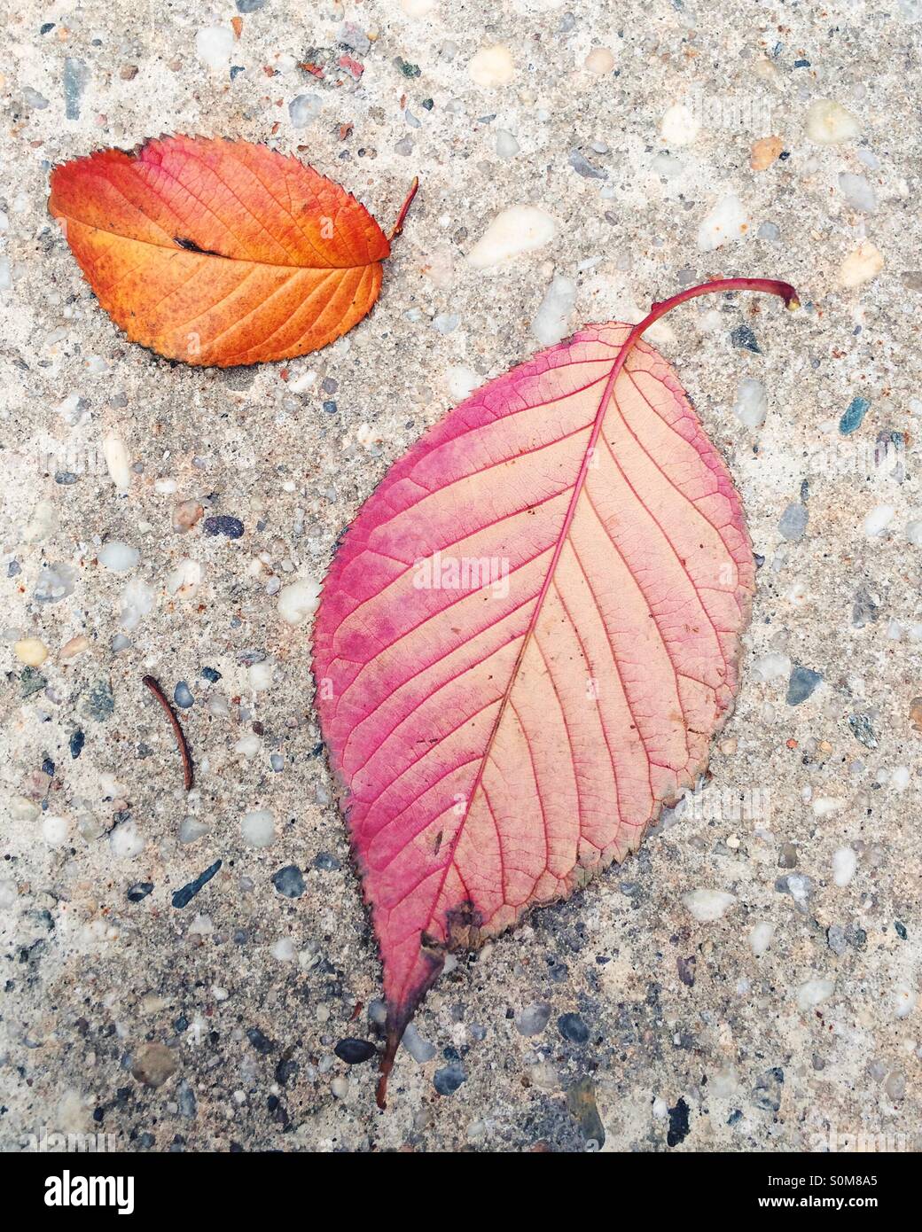 Simple leaves hi-res stock photography and images - Alamy