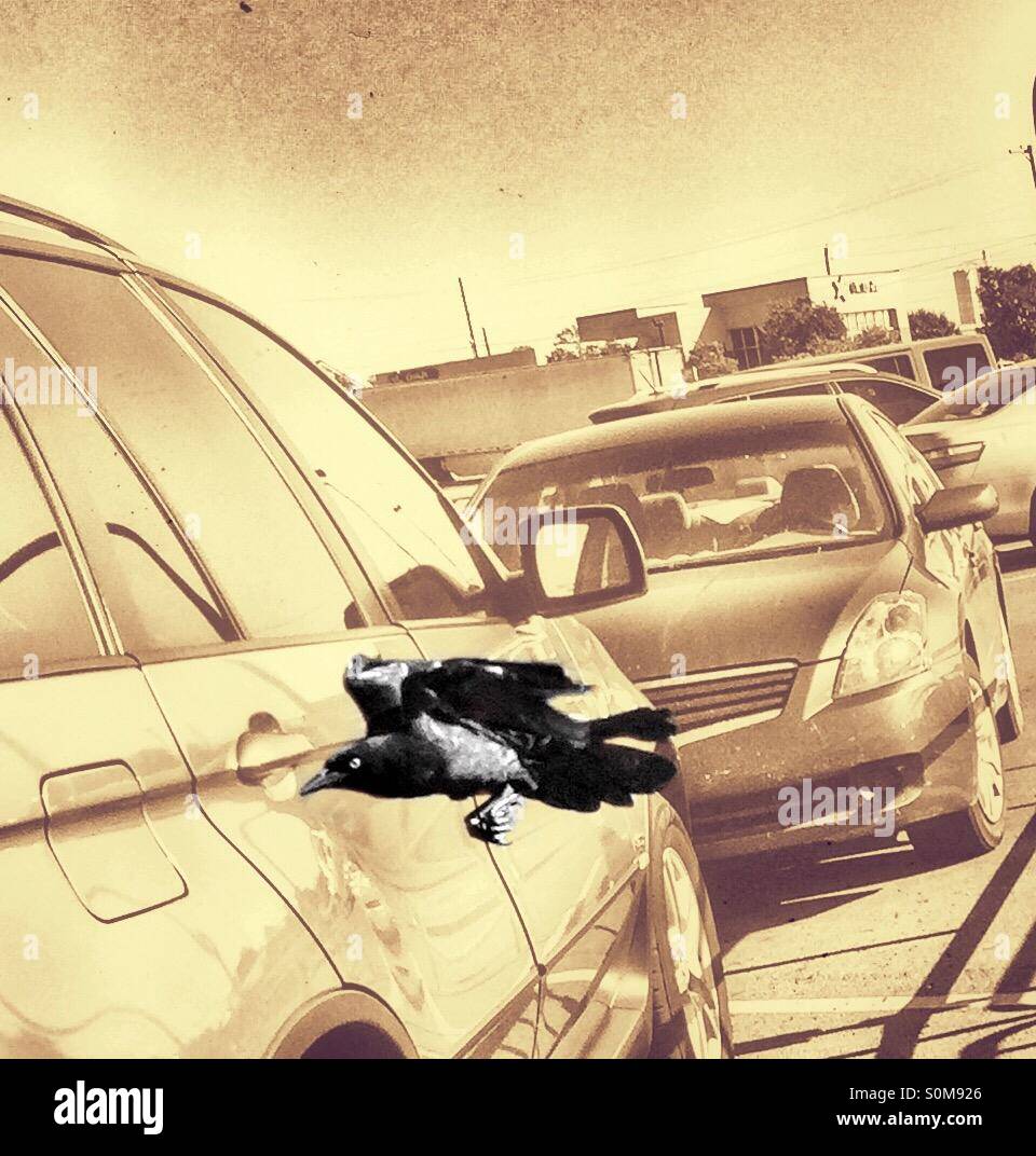 A bird takes flight Stock Photo - Alamy