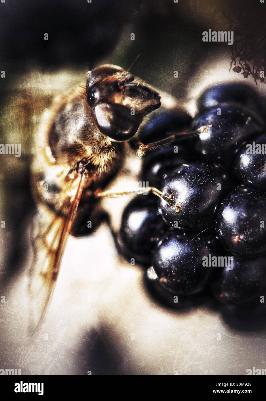 Fat fly hi-res stock photography and images - Alamy