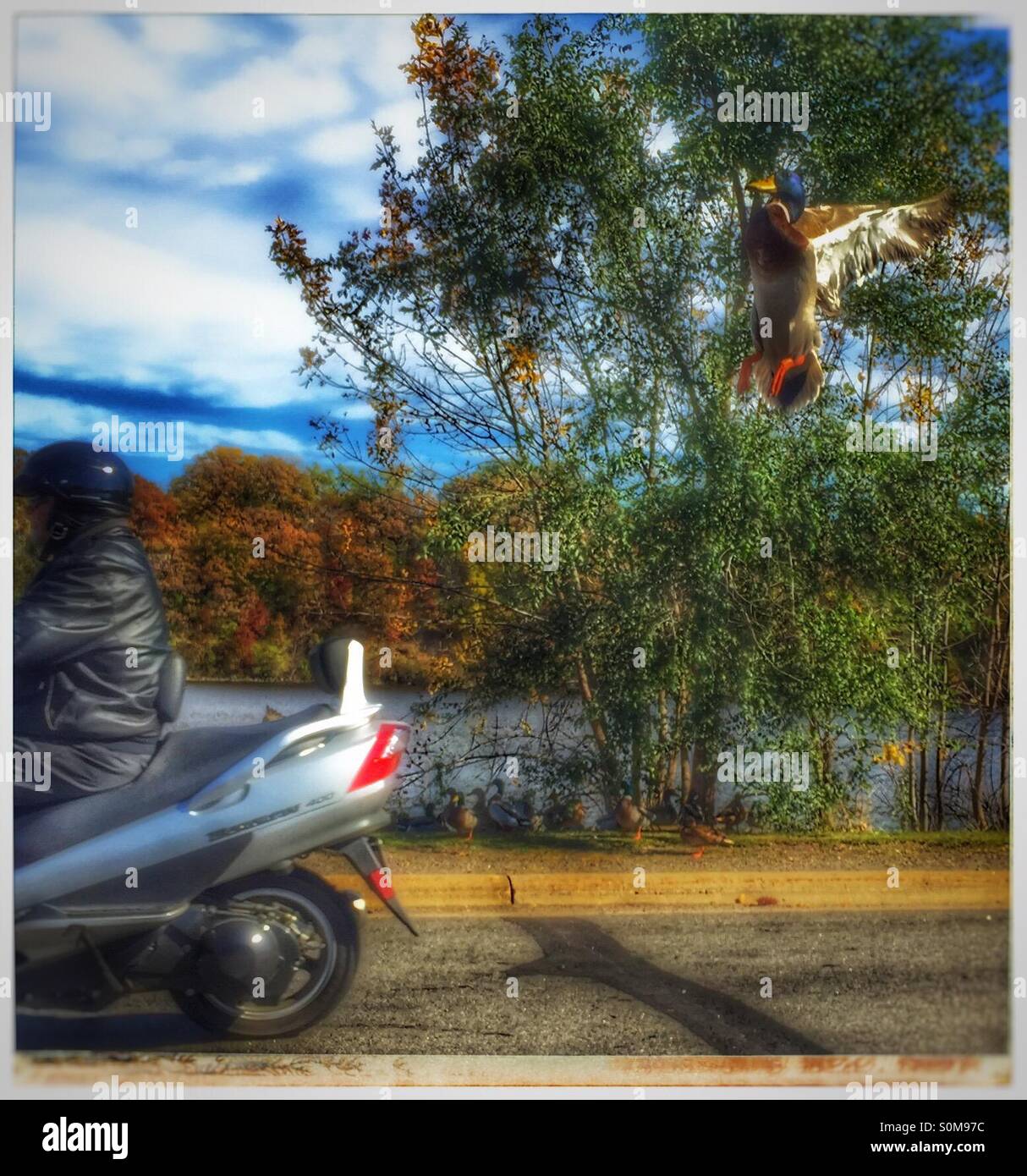 Cute duck on a tree hi-res stock photography and images - Alamy