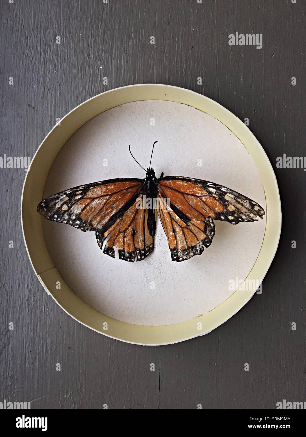 Butterfly still life hi-res stock photography and images - Alamy