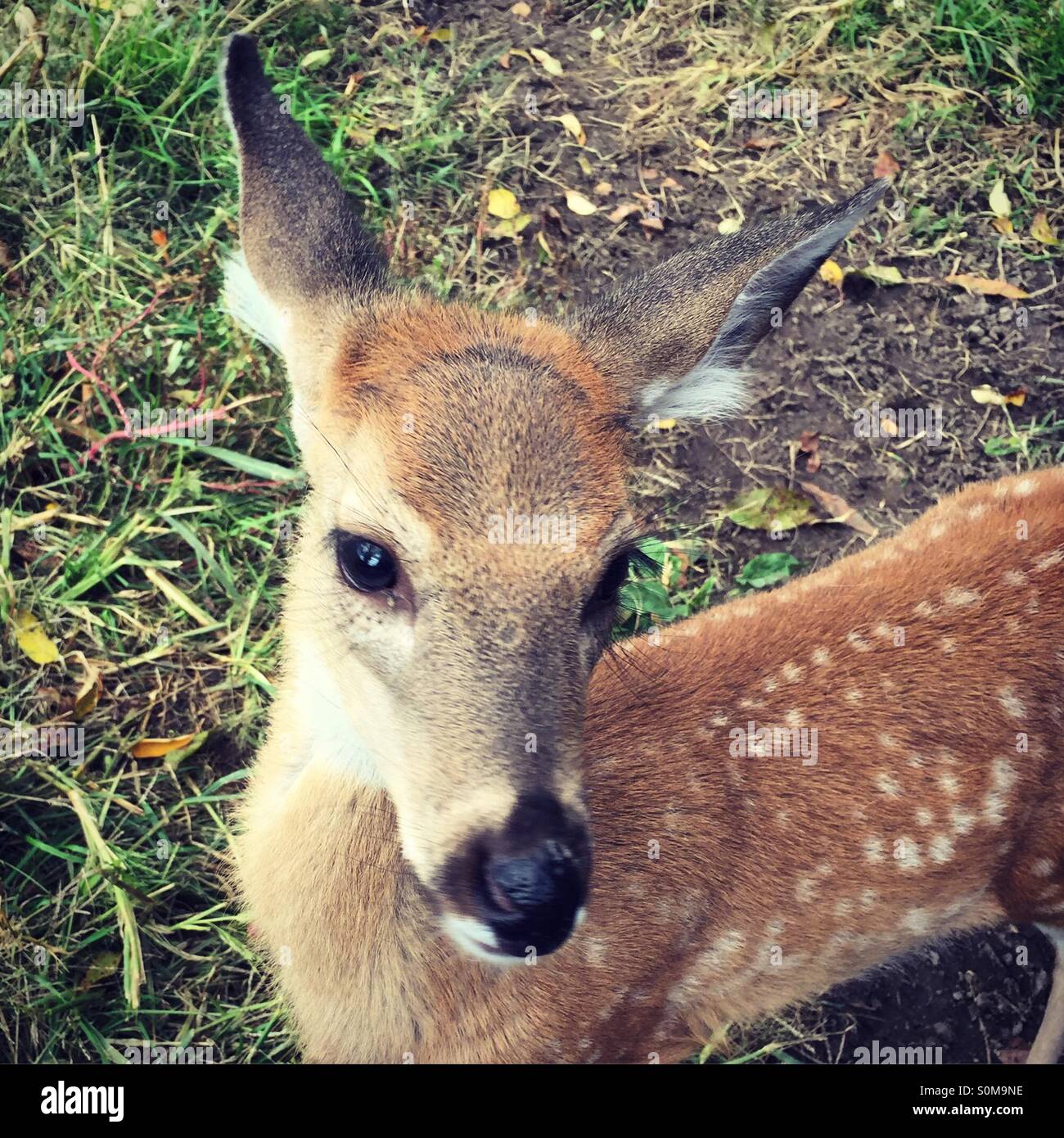 Fawn with spots hi-res stock photography and images - Alamy