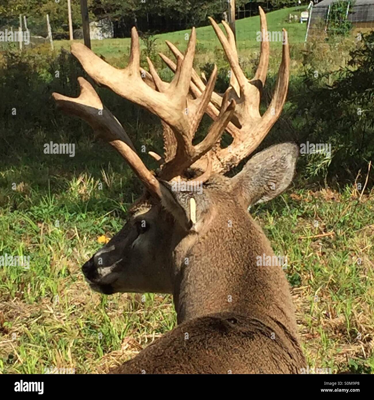 Whitetail buck with impressive rack Stock Photo - Alamy