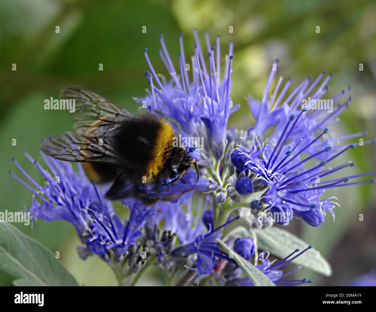 .. bhsy bee... humblebee Stock Photo - Alamy